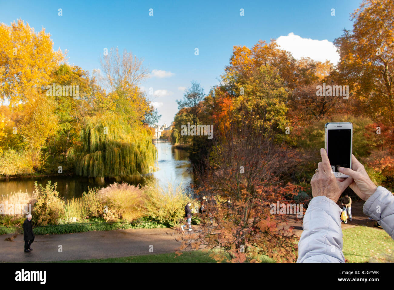 Golden sunshine willow hi-res stock photography and images - Alamy