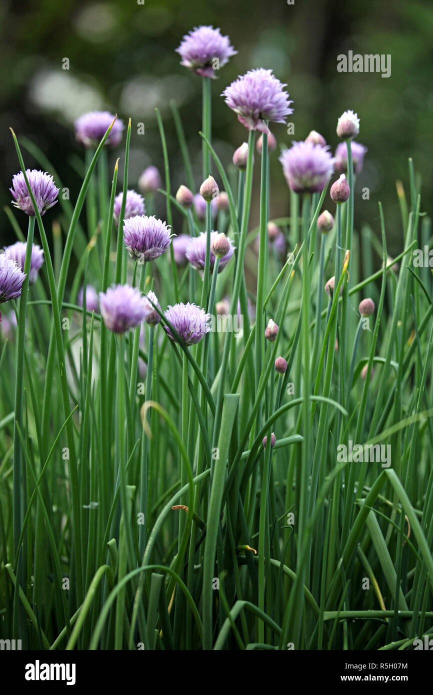 a bush of chives in the garden Stock Photo - Alamy