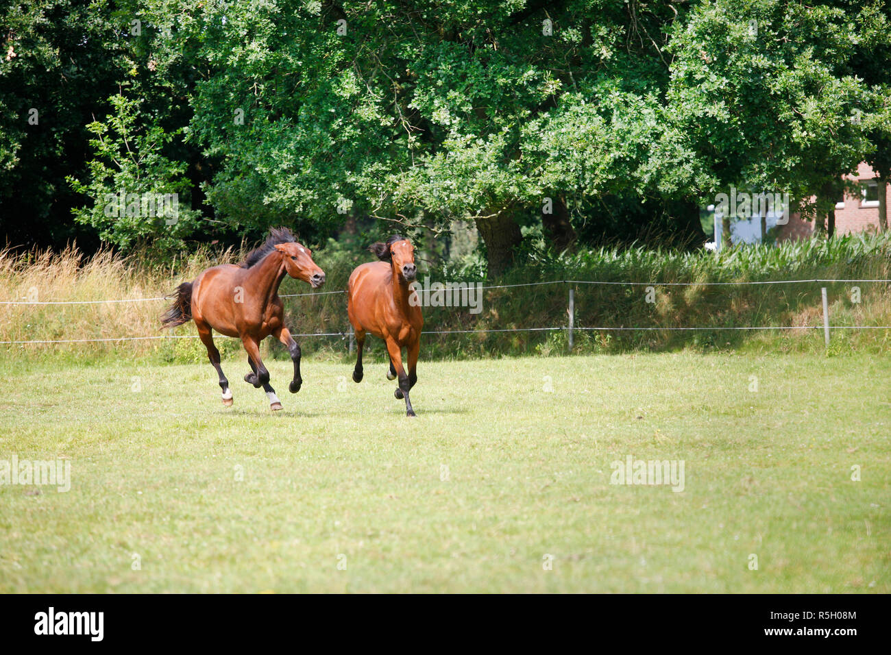 Yearlings hi-res stock photography and images - Alamy