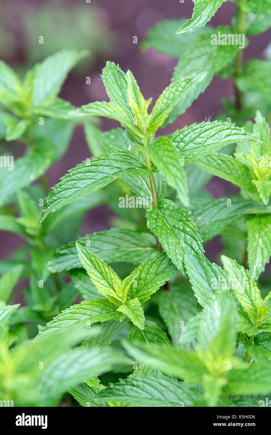 Burn nettles hi-res stock photography and images - Alamy