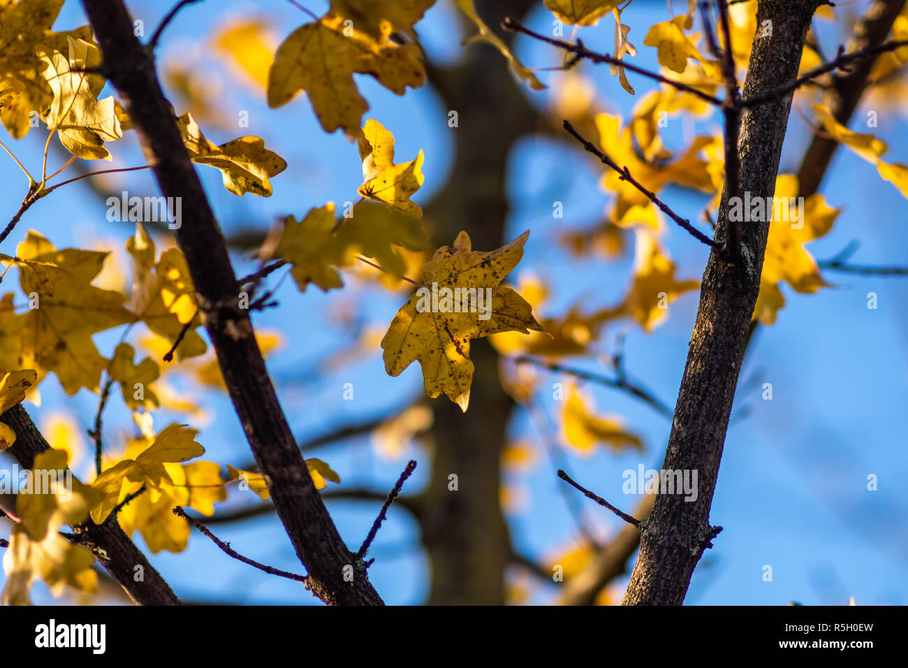 falling leaves in autumn, great time for walking nature Stock Photo - Alamy