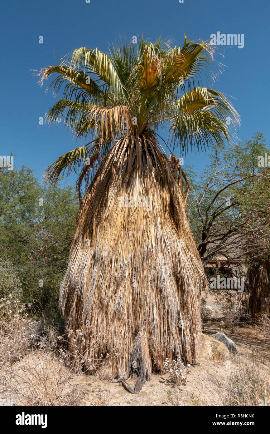 Desert fan palm (Washingtonia filifera), on the Ed Hastey Garden Trail ...