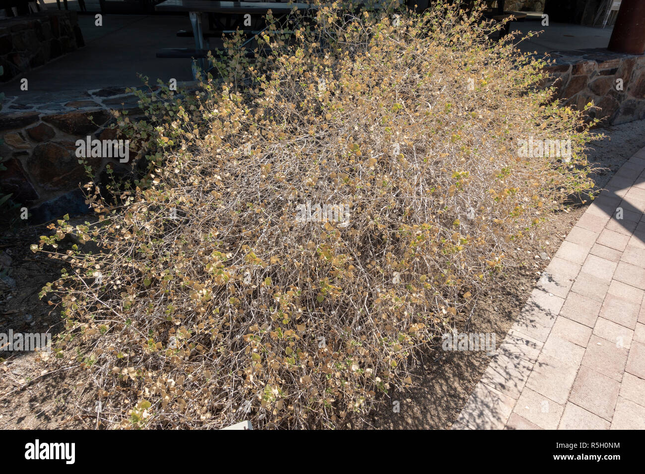 Wishbone springs hi-res stock photography and images - Alamy