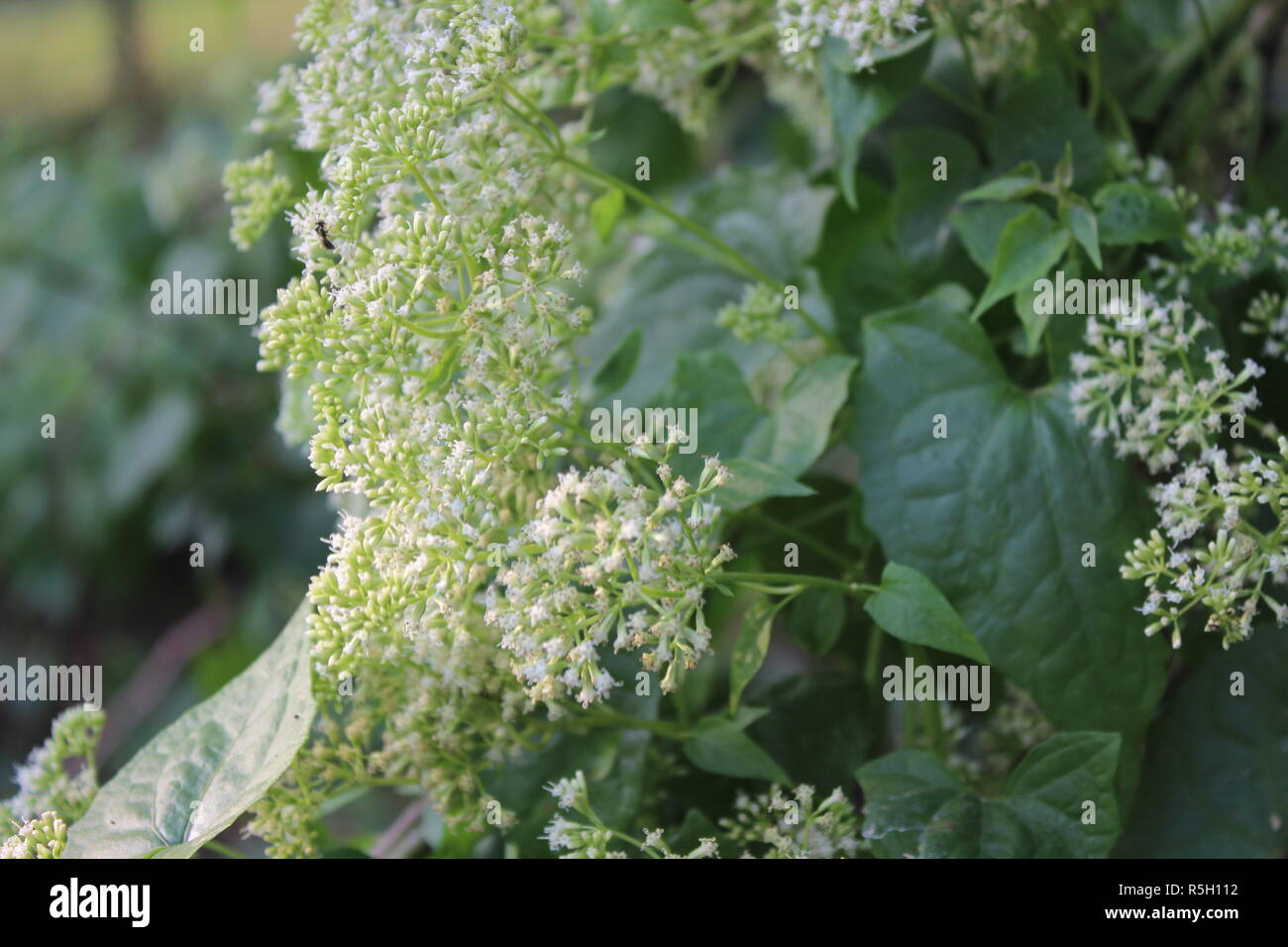 Bangladesh tree flower hi-res stock photography and images - Alamy