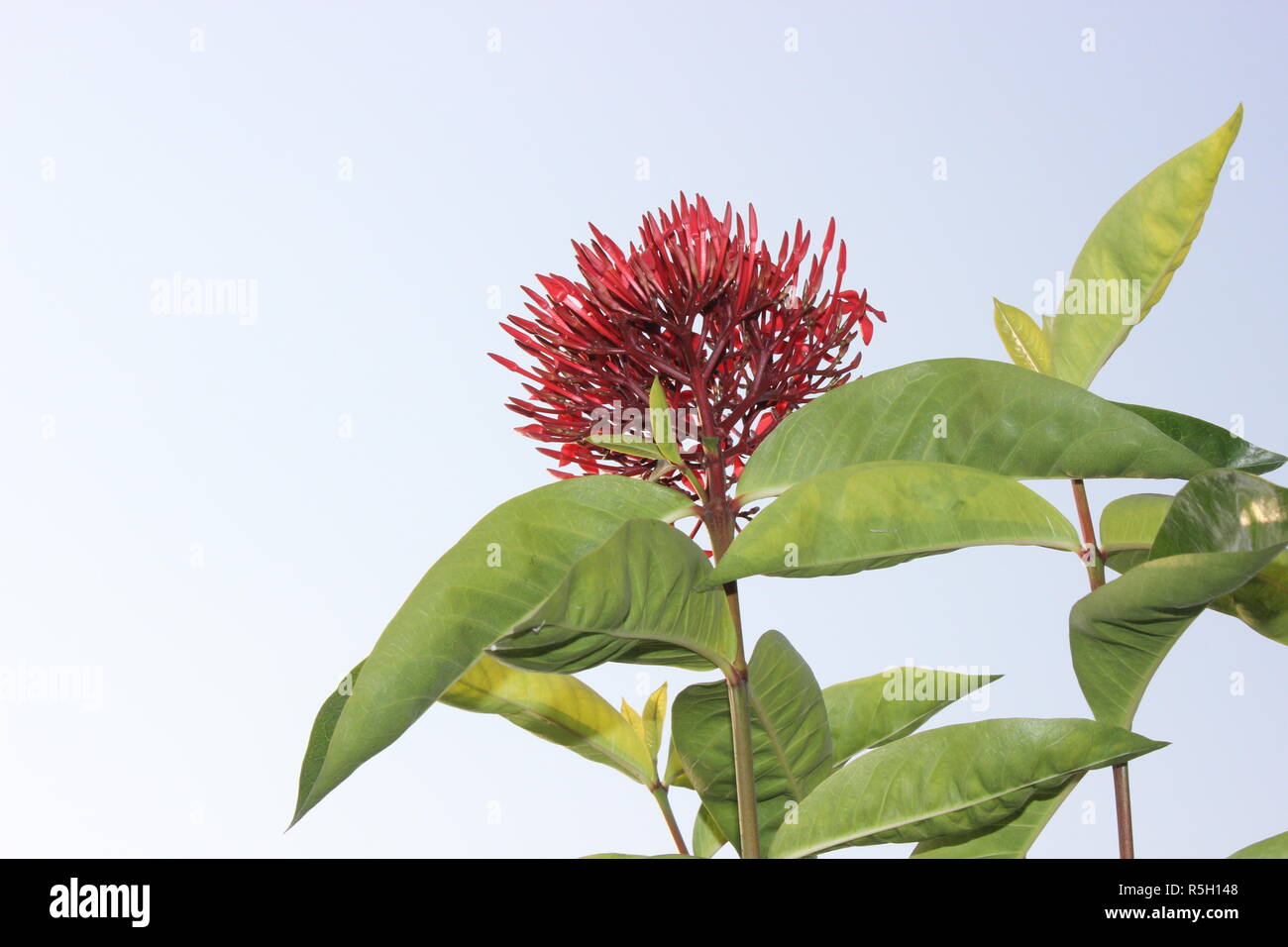 Bangladesh flowers hi-res stock photography and images - Alamy