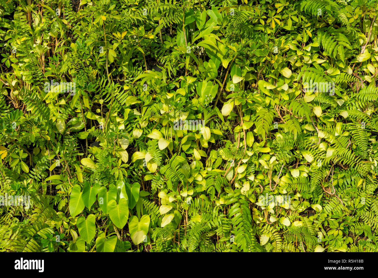 green leaf in agricultural farm for background Stock Photo - Alamy