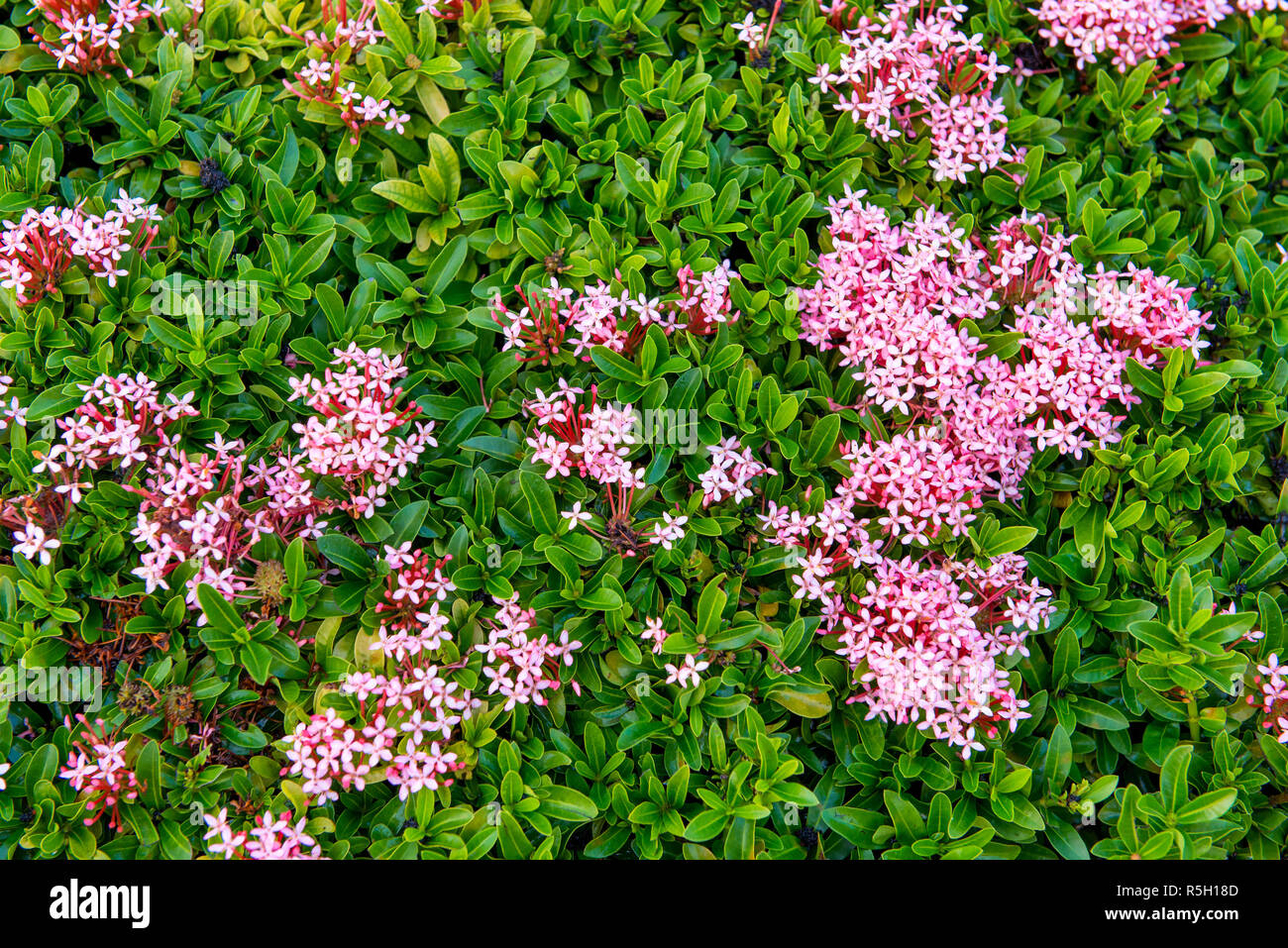 green leaf with spike flower in agricultural farm for background Stock ...