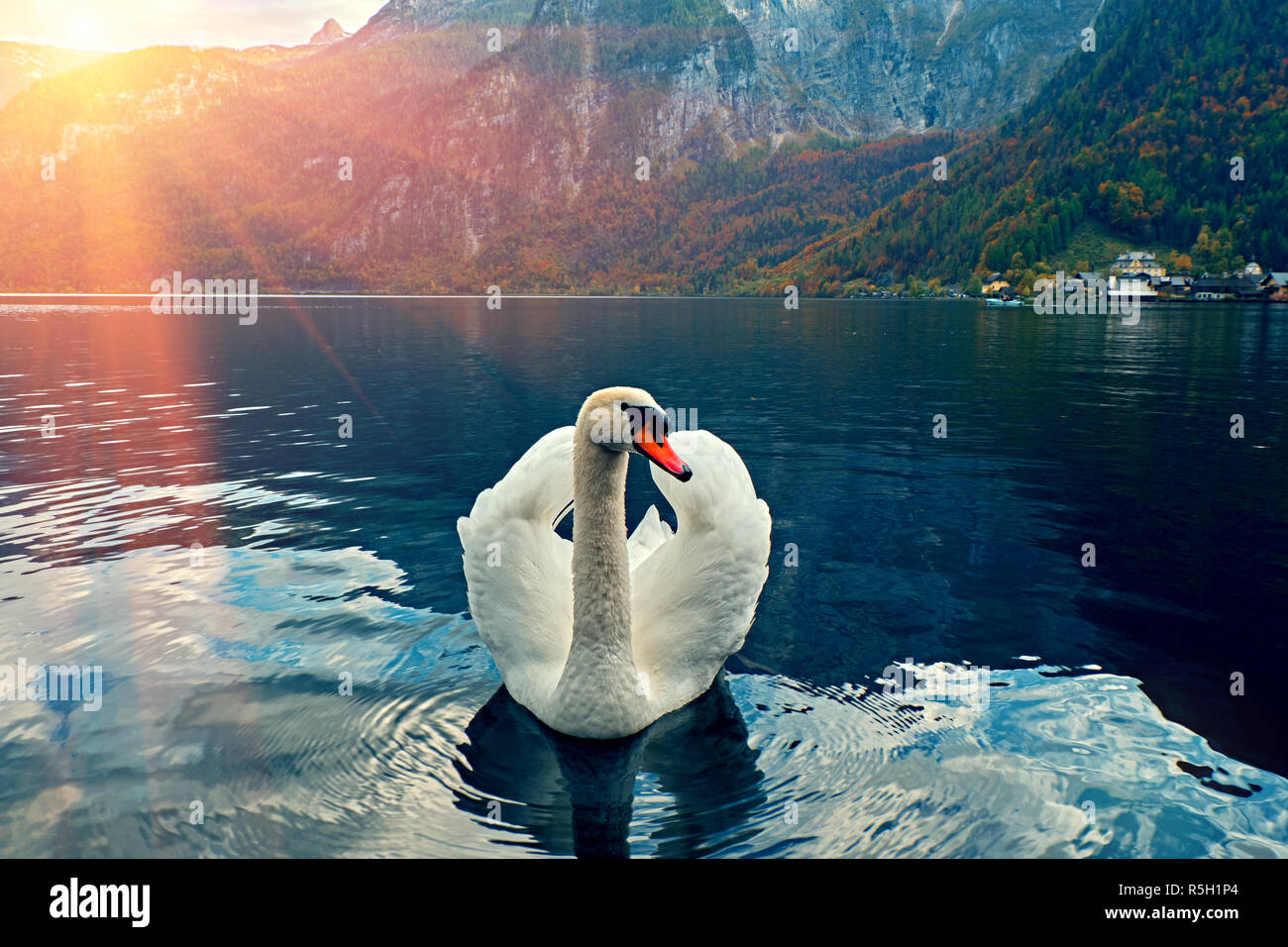 Swan portrait. Mute swan (Cygnus olor) gliding Lake Hallstatt Austria ...