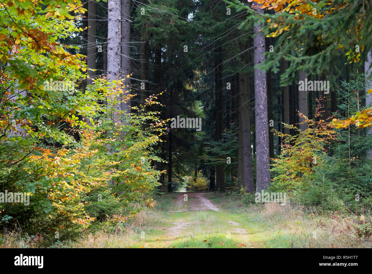 Treelined hi-res stock photography and images - Alamy