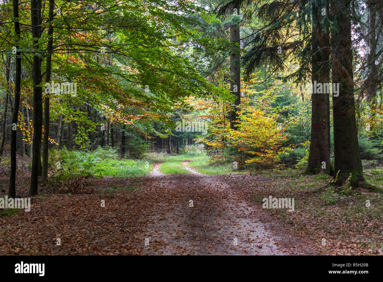 A treelined forest path in autumn with foliage on the floor Stock Photo ...
