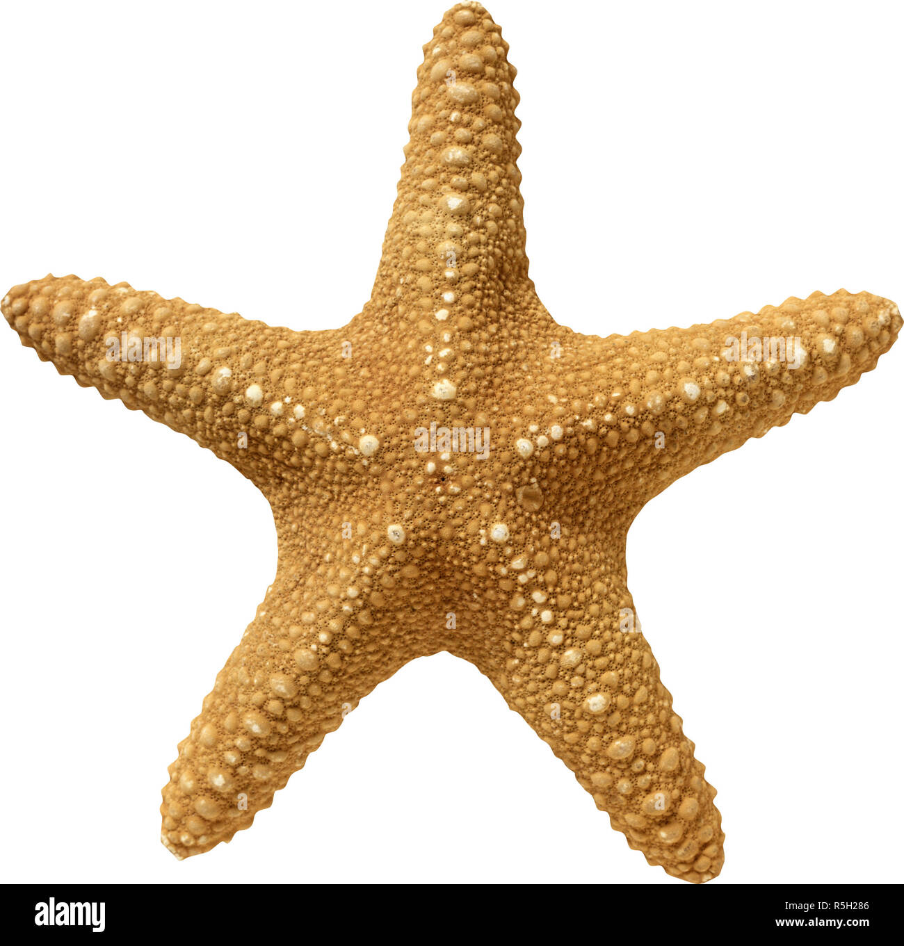 Starfish White Background