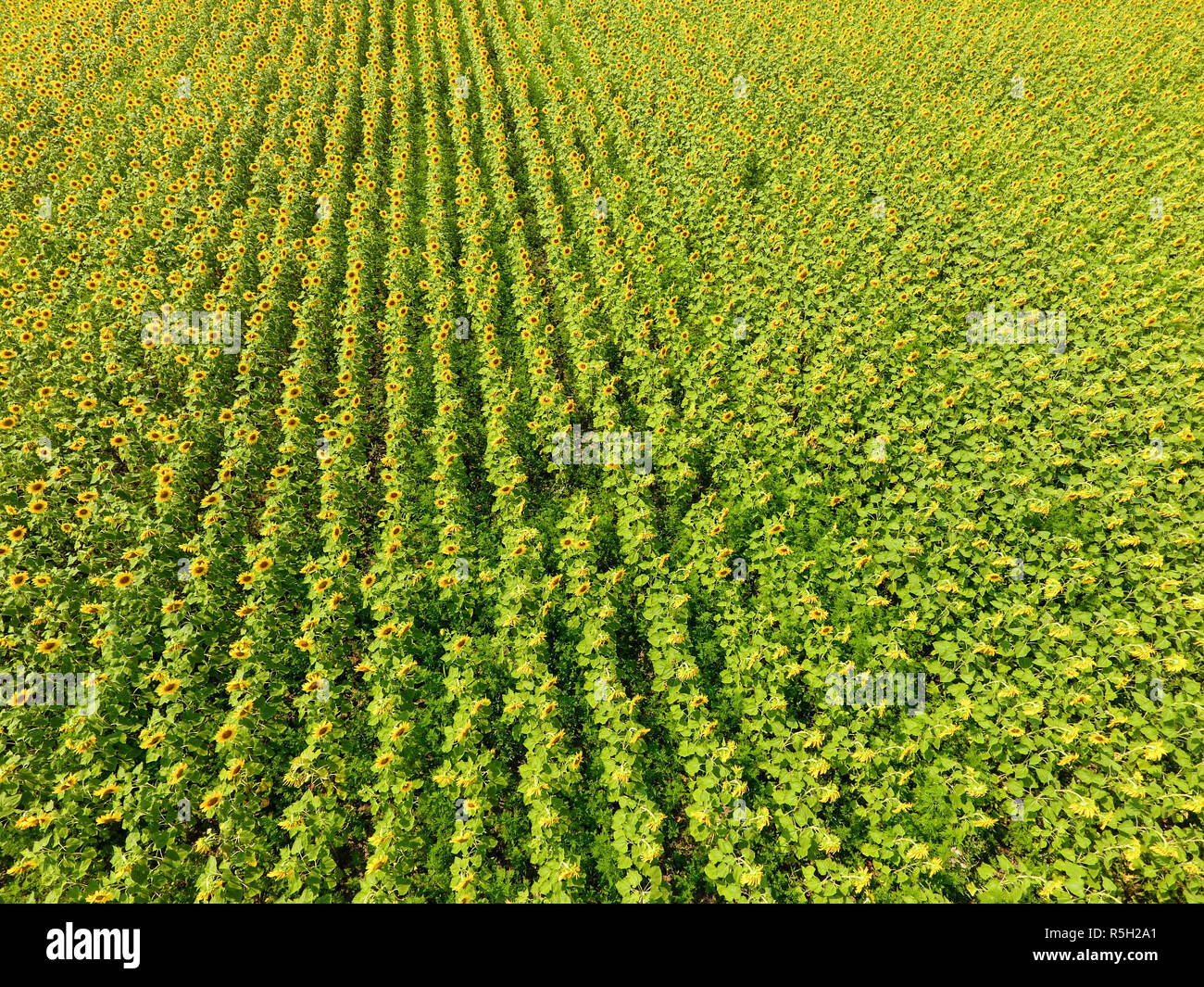 Aerial view of agricultural fields flowering oilseed. Field of ...