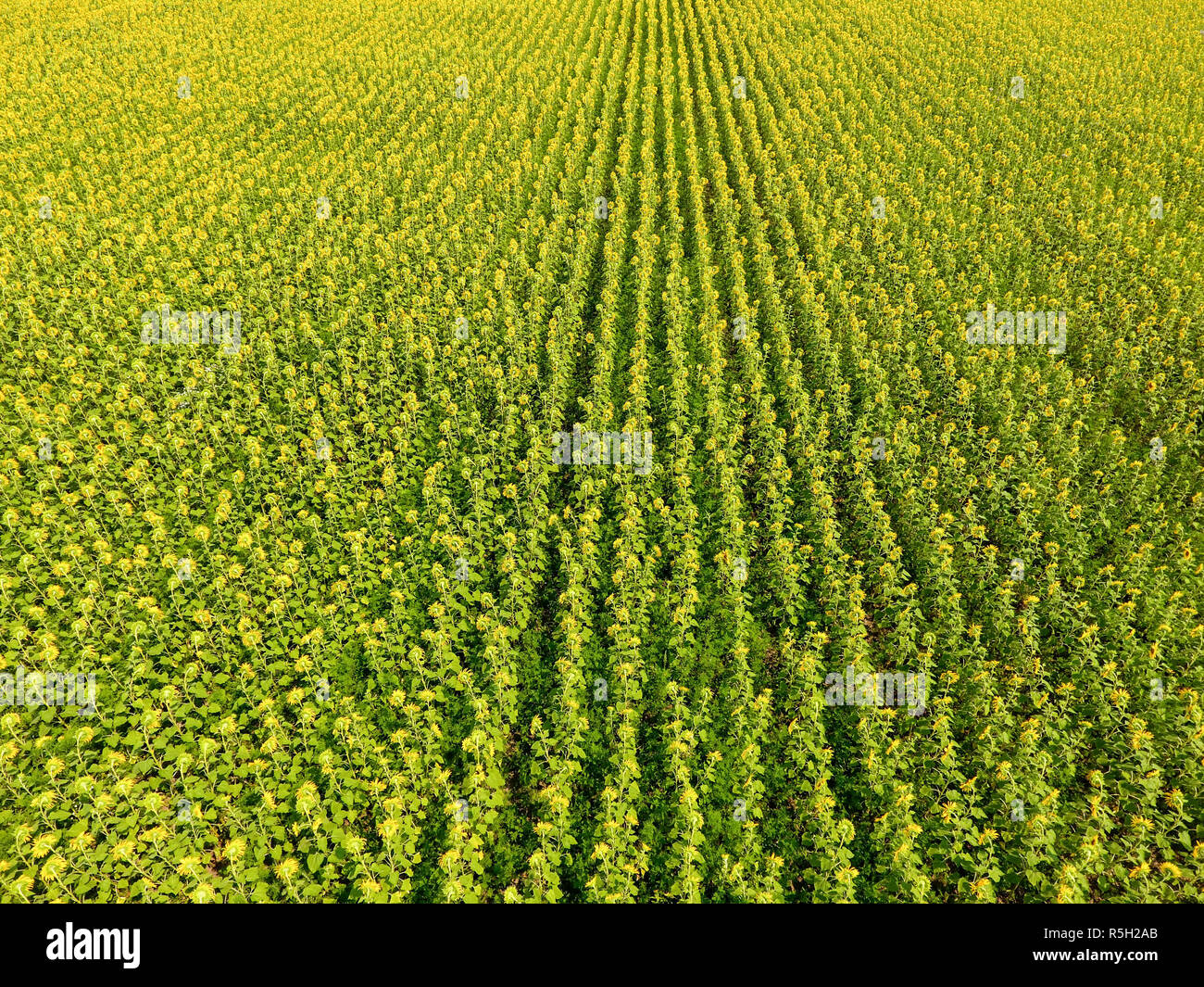 Aerial view of agricultural fields flowering oilseed. Field of ...
