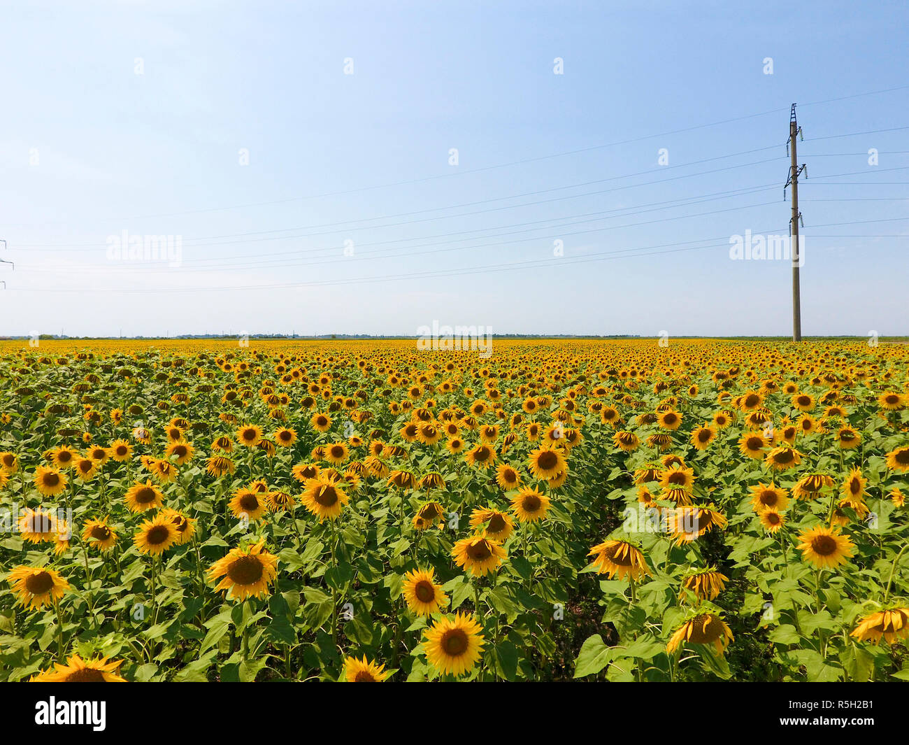 Aerial view of agricultural fields flowering oilseed. Field of ...