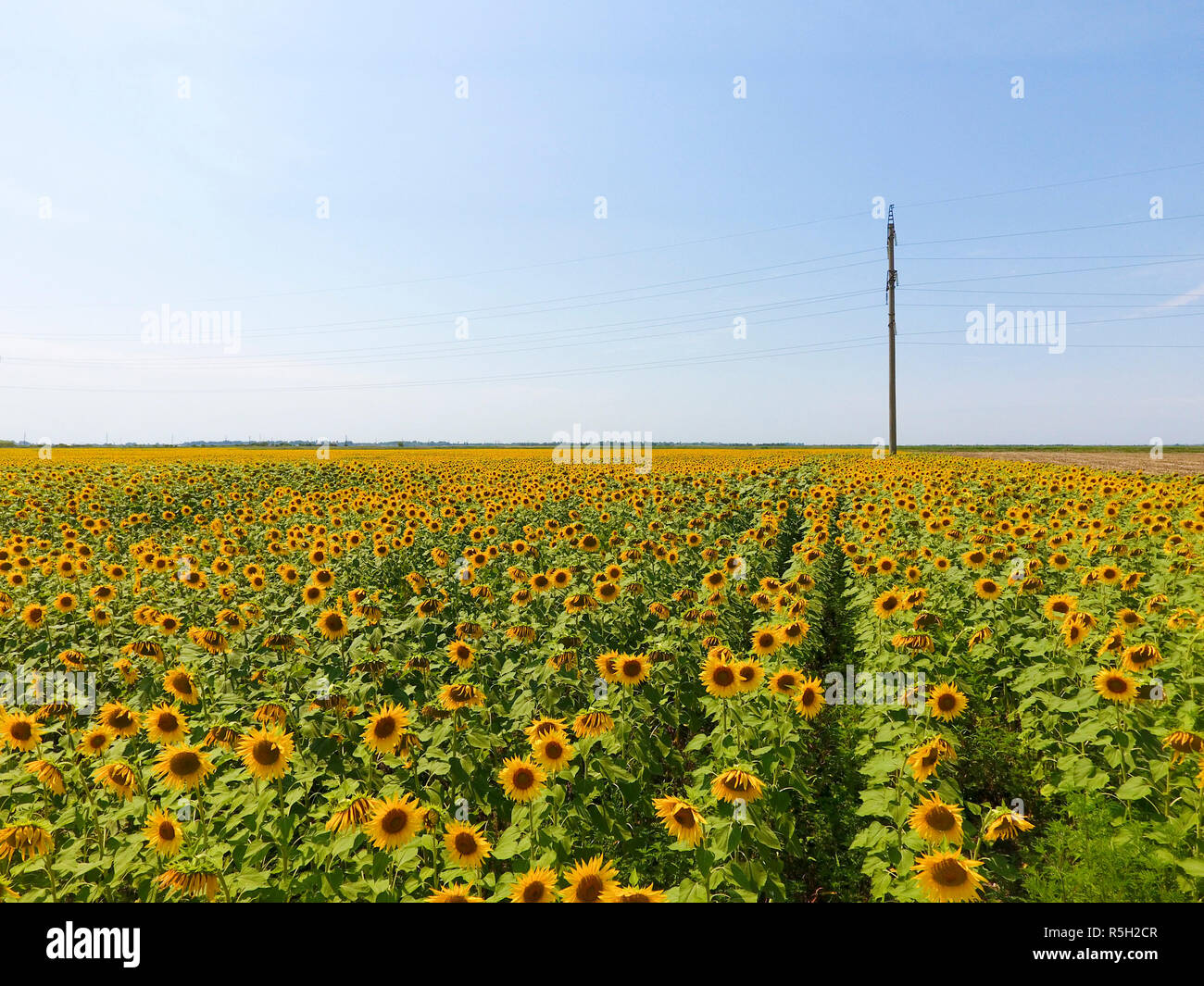 Aerial view of agricultural fields flowering oilseed. Field of ...
