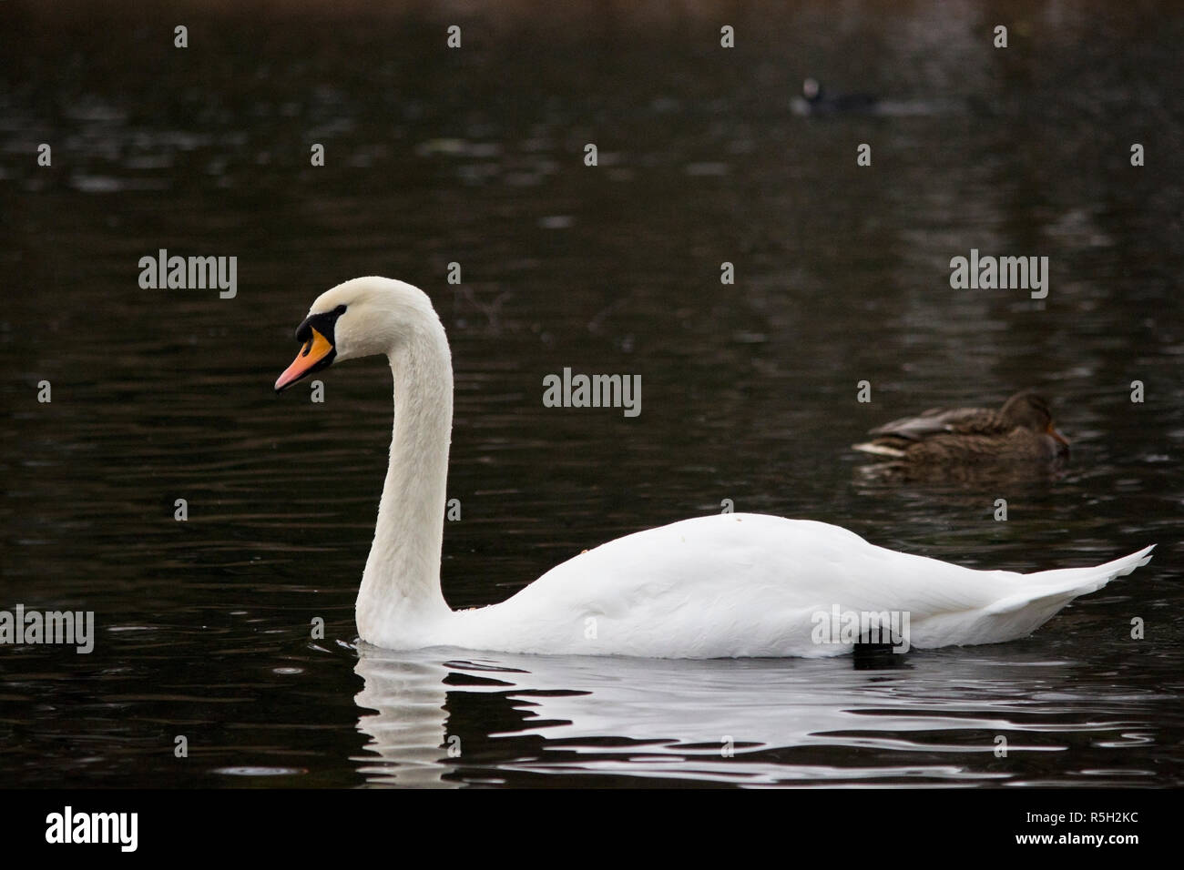 White wild swan flew to White Lake in Gatchina Park in the fall. Russia ...