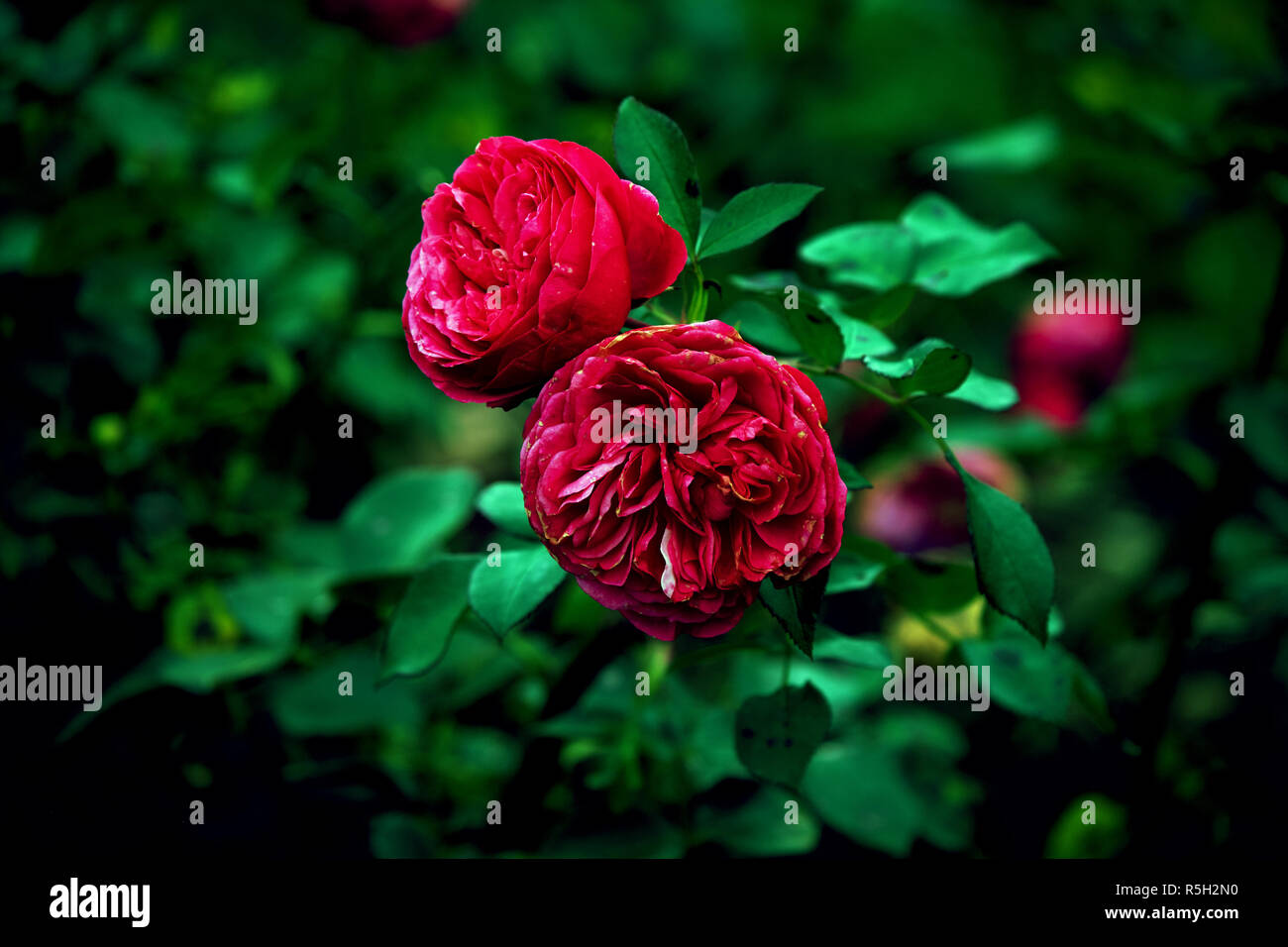 Woman roses autumn garden hi-res stock photography and images - Alamy