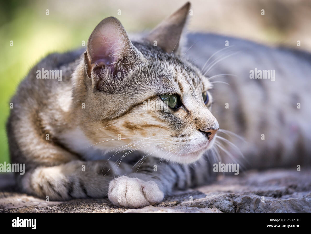 Cute domestic hi-res stock photography and images - Alamy