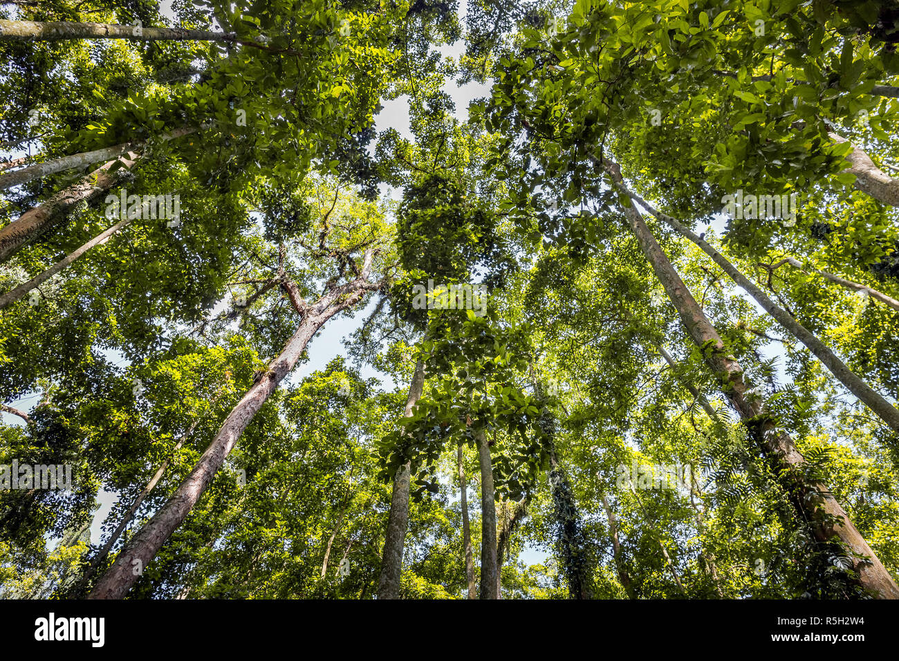 Tropical rainforest trees roots hi-res stock photography and images - Alamy