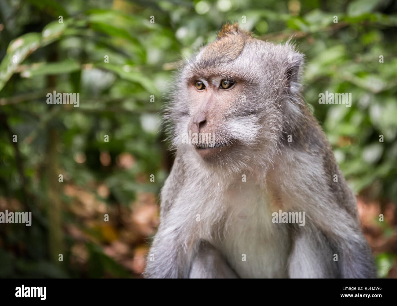 Adorable long-tailed macaque on Bali island in Indonesia Stock Photo ...