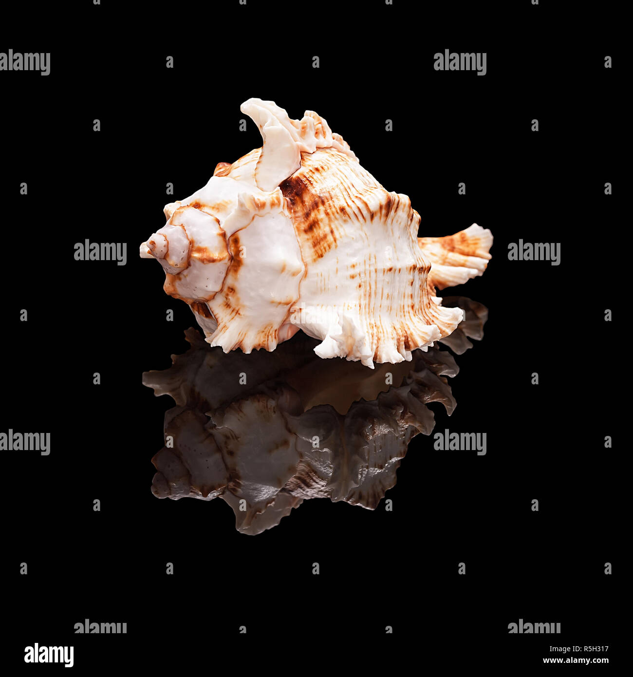 Seashell on a black background isolated Stock Photo - Alamy