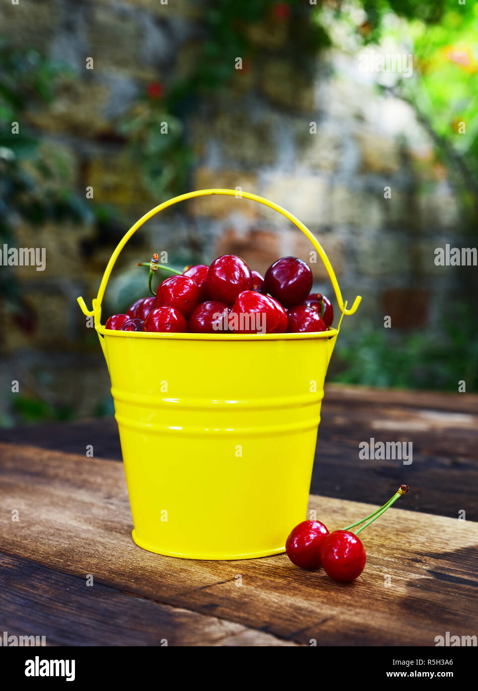 Ripe red cherry in a yellow metal bucket Stock Photo - Alamy