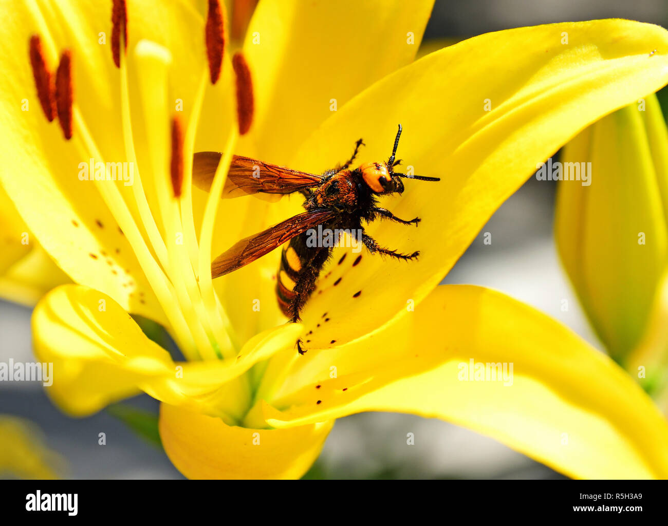 large bee hornet sits on a yellow lily flower Stock Photo - Alamy