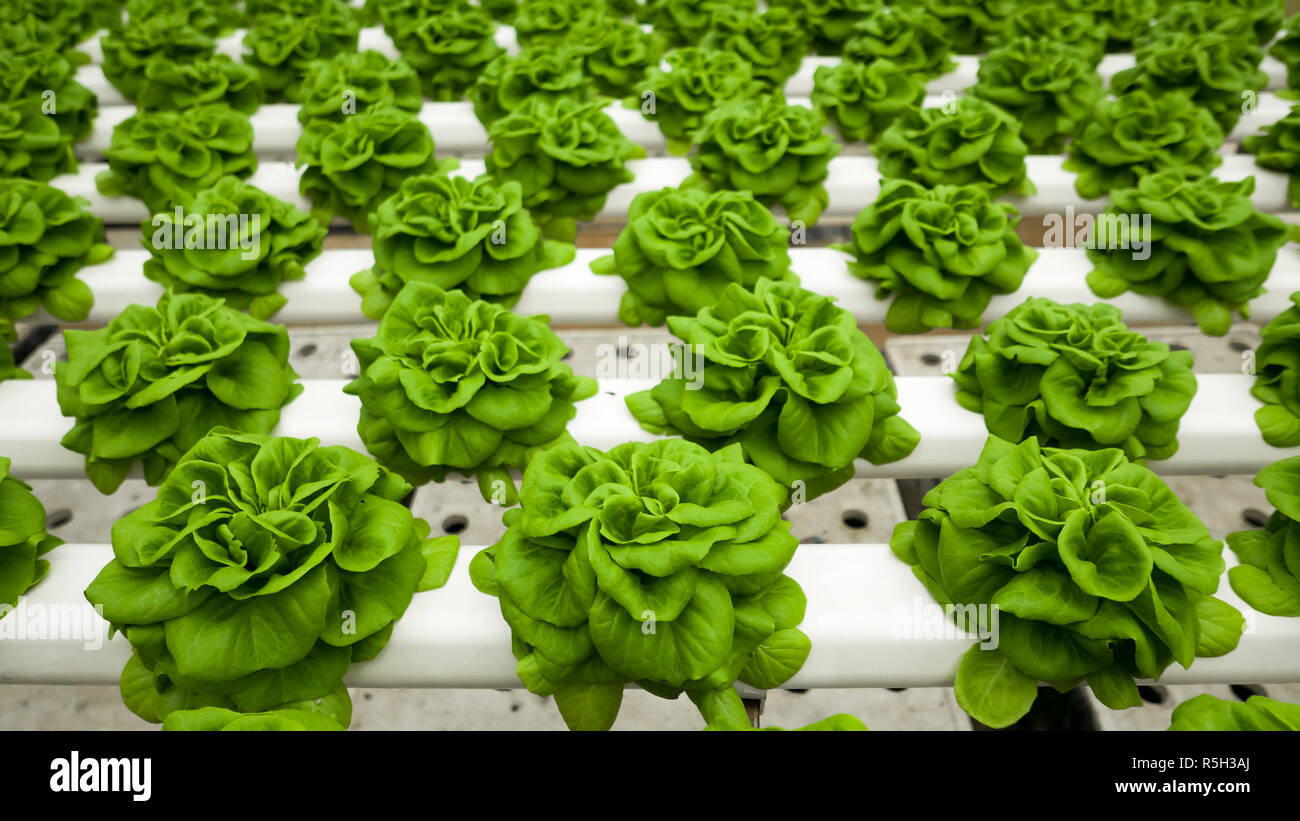 Hydroponics farming system hi-res stock photography and images - Alamy