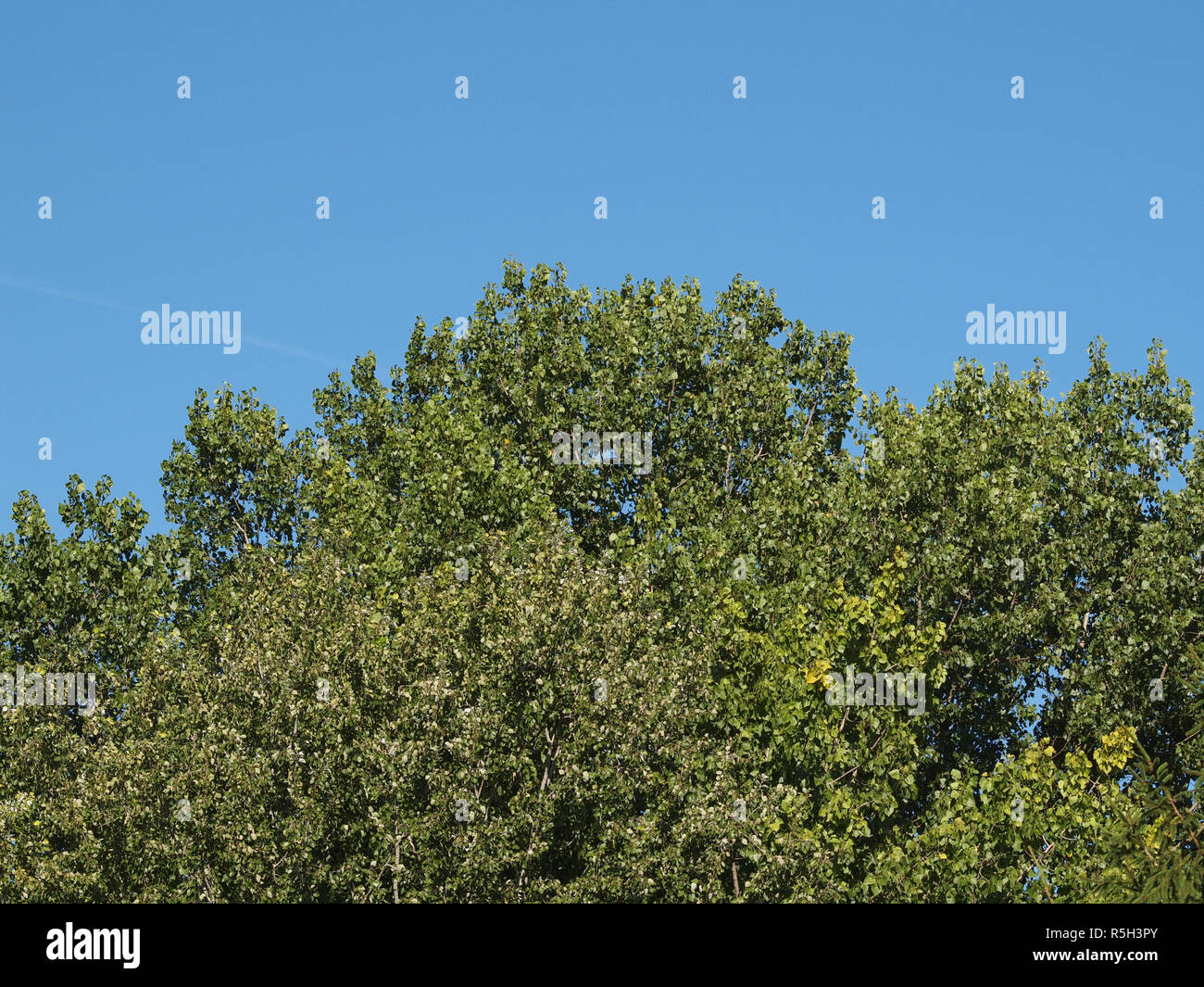 poplar (Populus) tree over blue sky Stock Photo - Alamy
