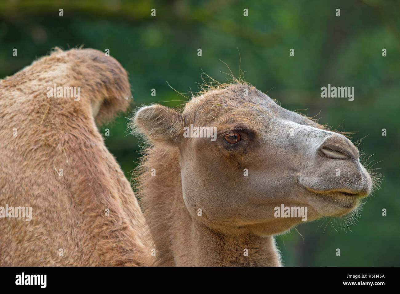Baktrisches camel hi-res stock photography and images - Alamy