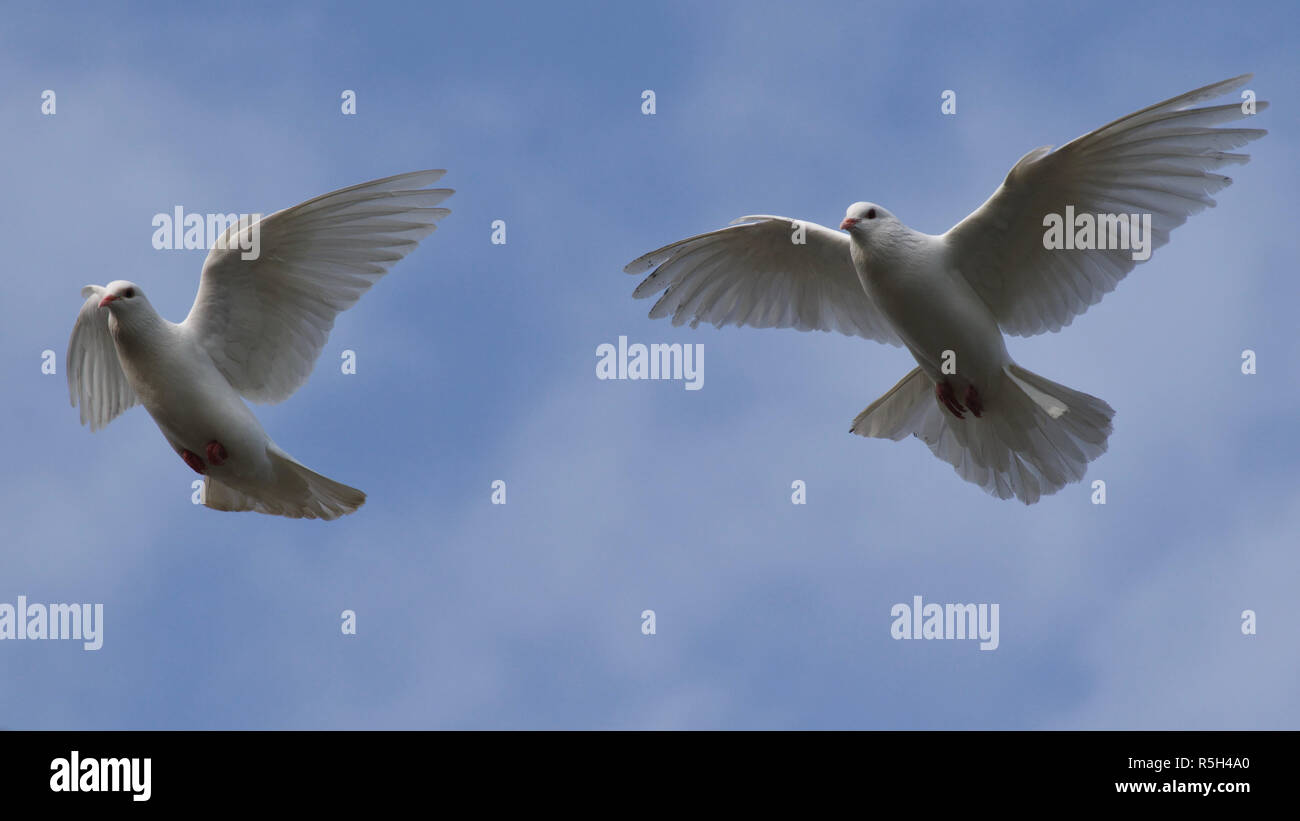 White doves flying hi-res stock photography and images - Alamy