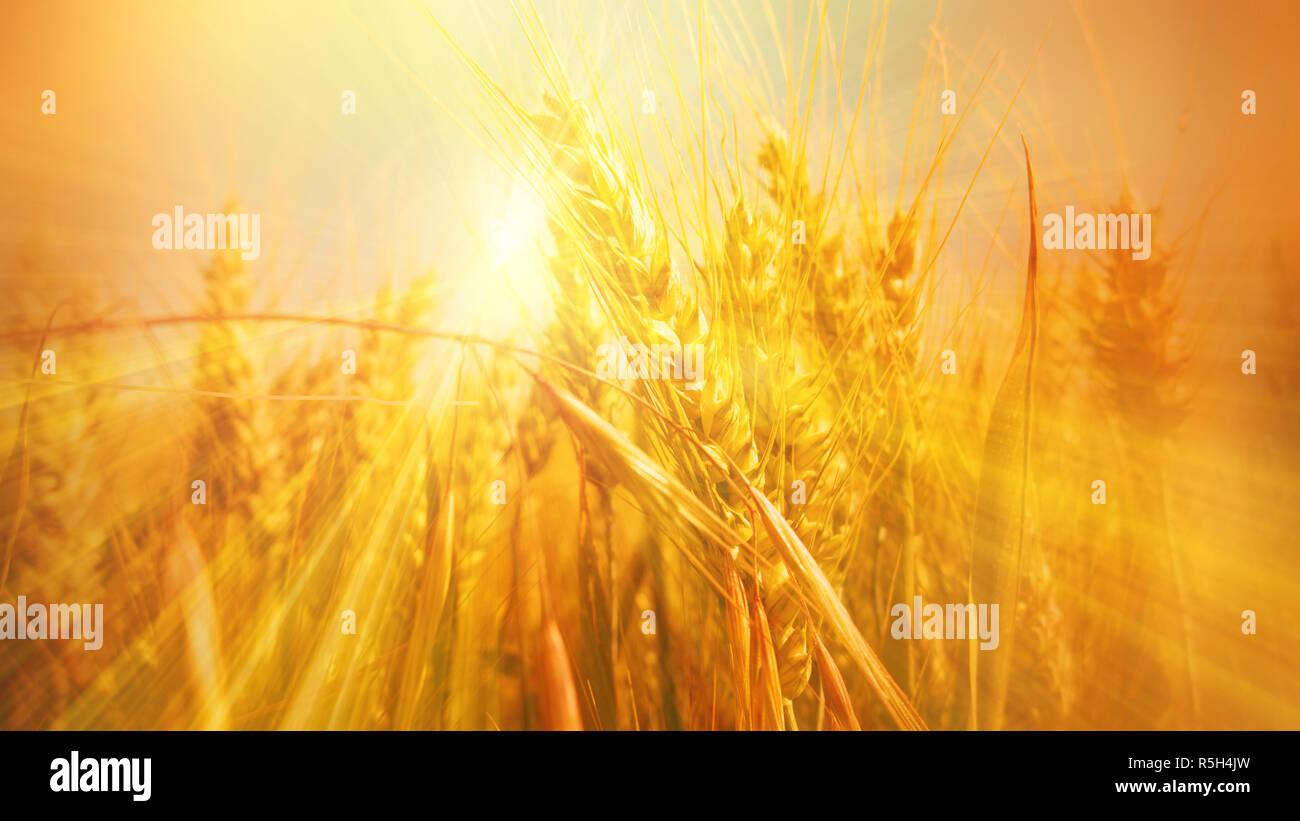 glowing sunbeams in a grain field Stock Photo - Alamy