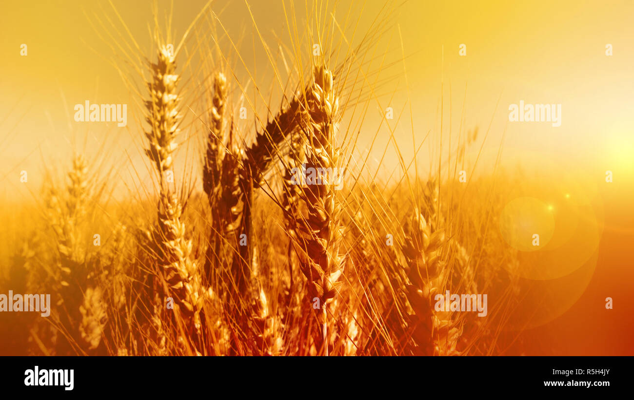 Cereal plans hi-res stock photography and images - Alamy