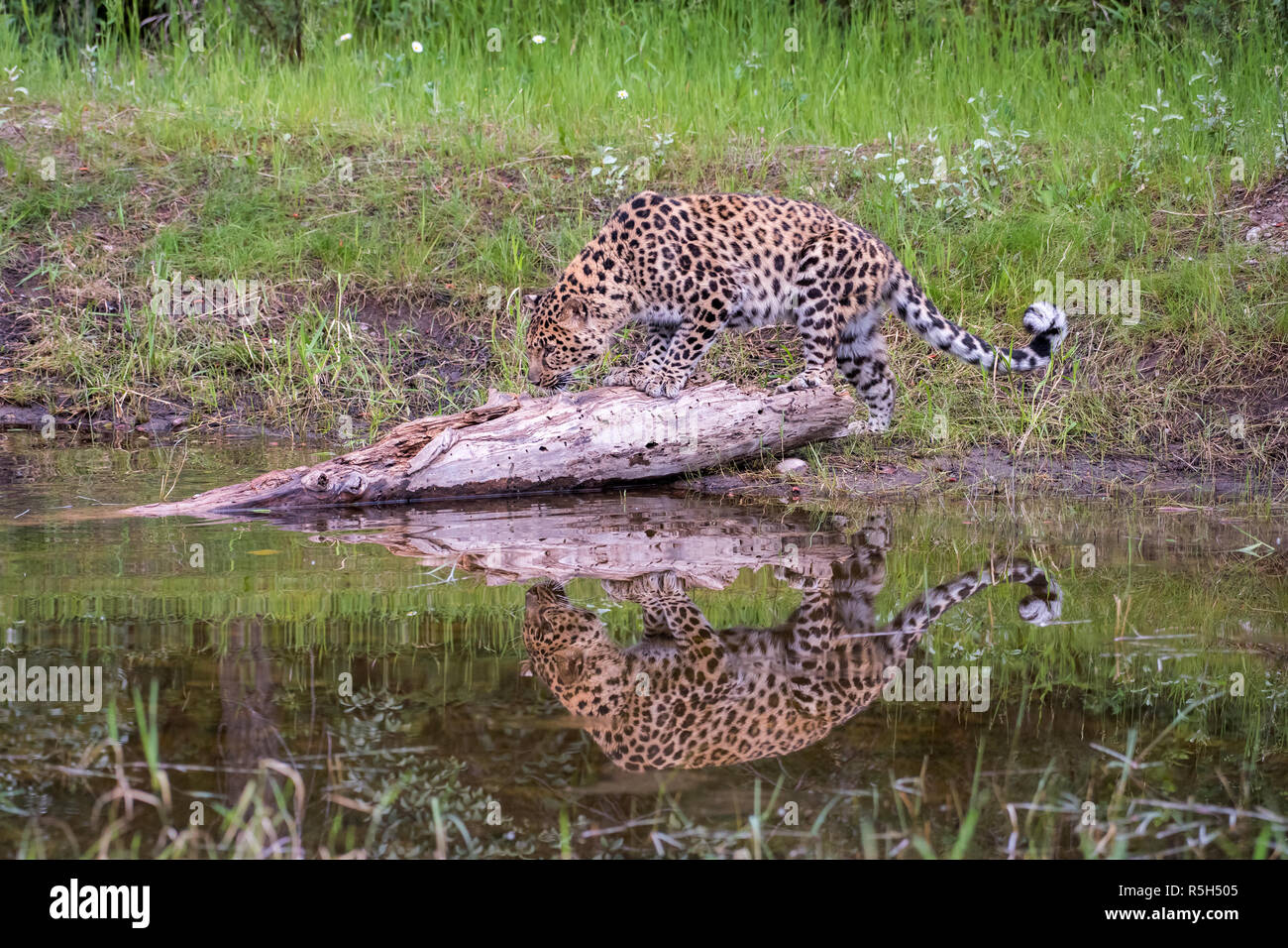 Amur leopard amur hi-res stock photography and images - Alamy
