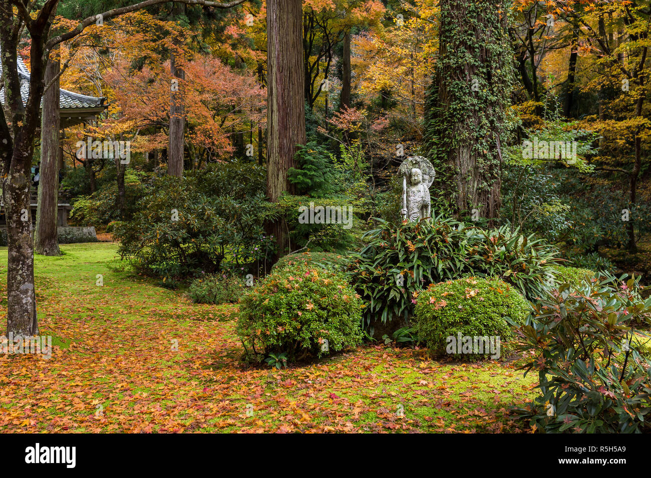 Beautiful Japanese garden with maple tree Stock Photo - Alamy