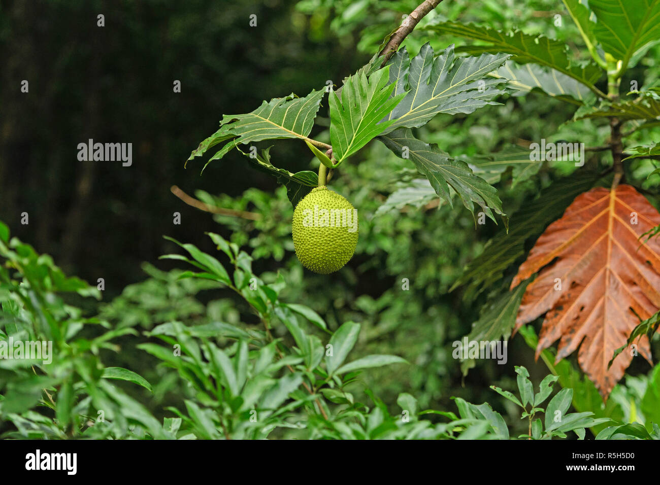 Breadfruit growing in a Breadfruit Tree Stock Photo - Alamy