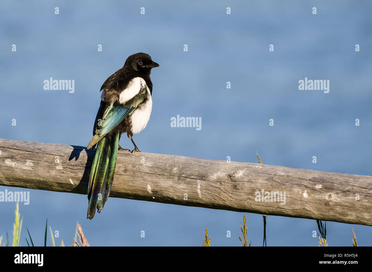 Magpie on fence rail hi-res stock photography and images - Alamy