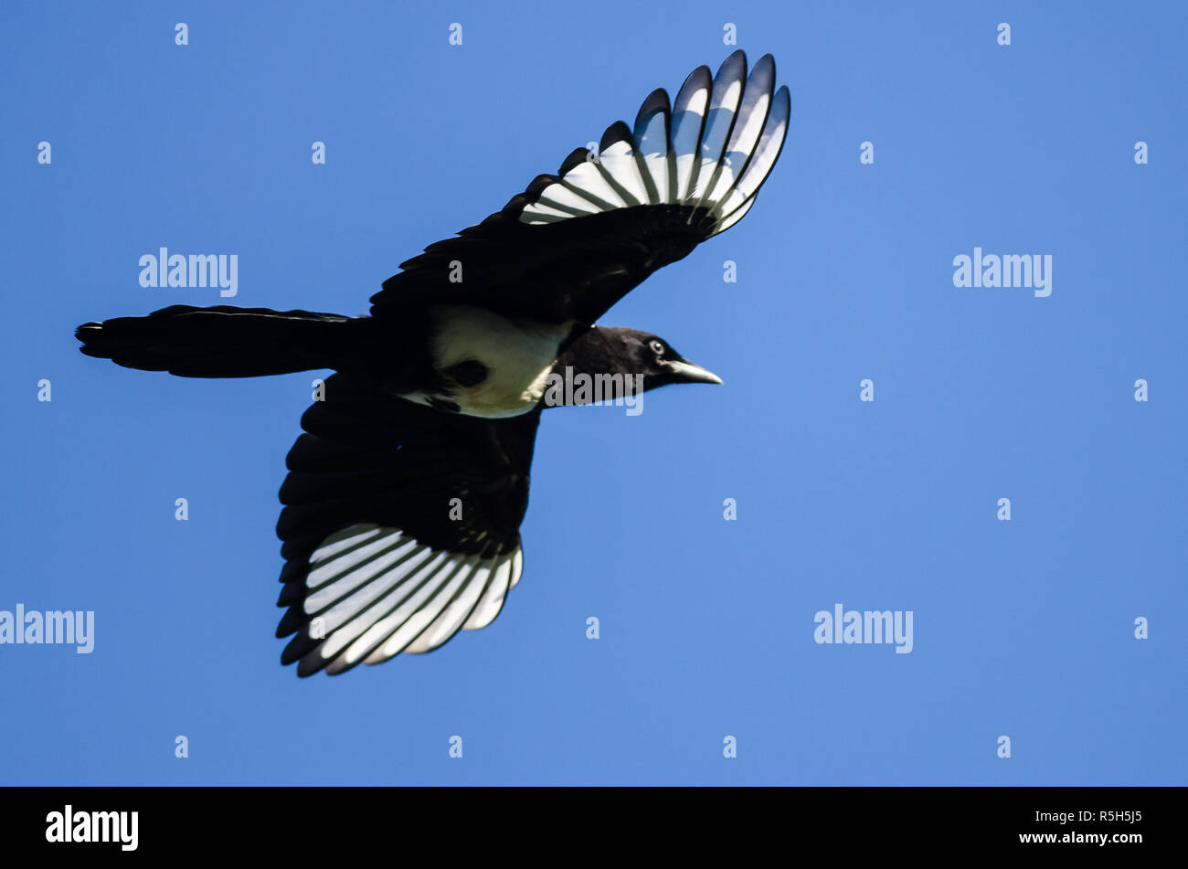 Black-Billed Magpie Flying in a Blue Sky Stock Photo - Alamy