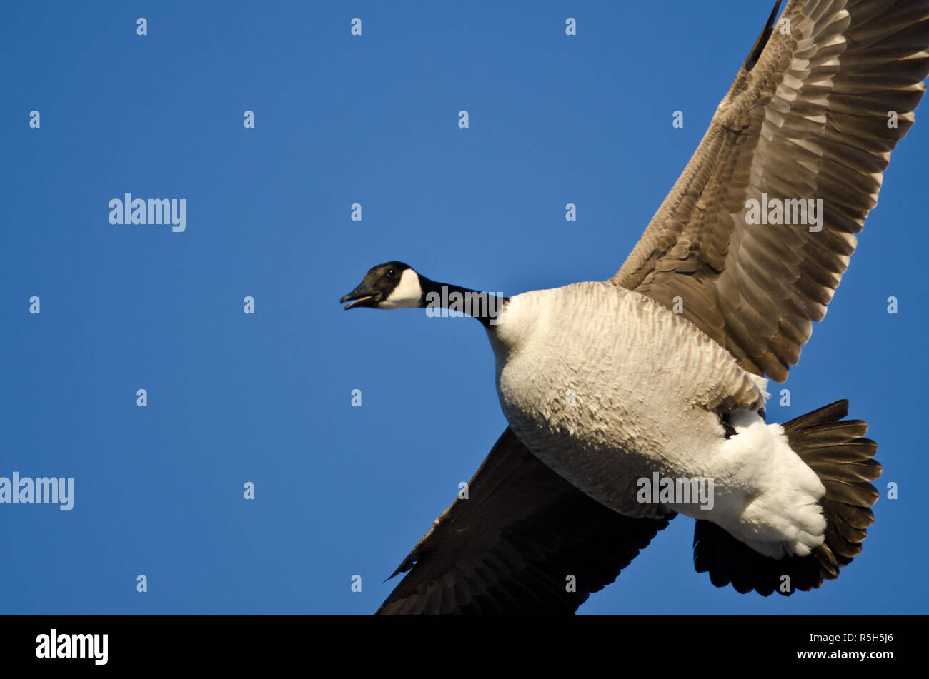 Aquatic blue blue goose hi-res stock photography and images - Alamy