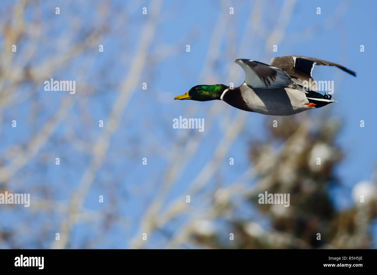 Duck fly snow hi-res stock photography and images - Alamy