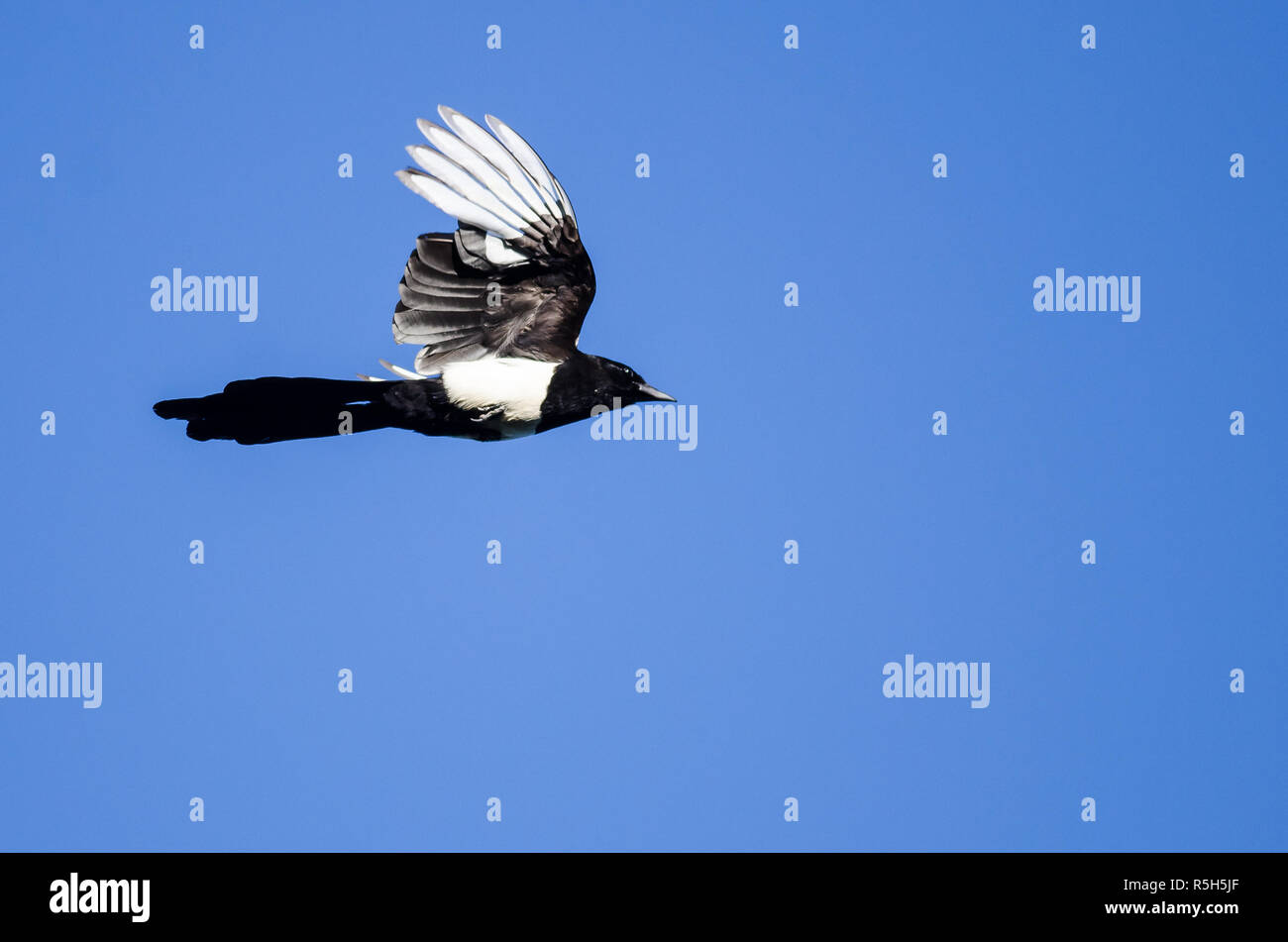 Black billed magpie in flight hi-res stock photography and images - Alamy