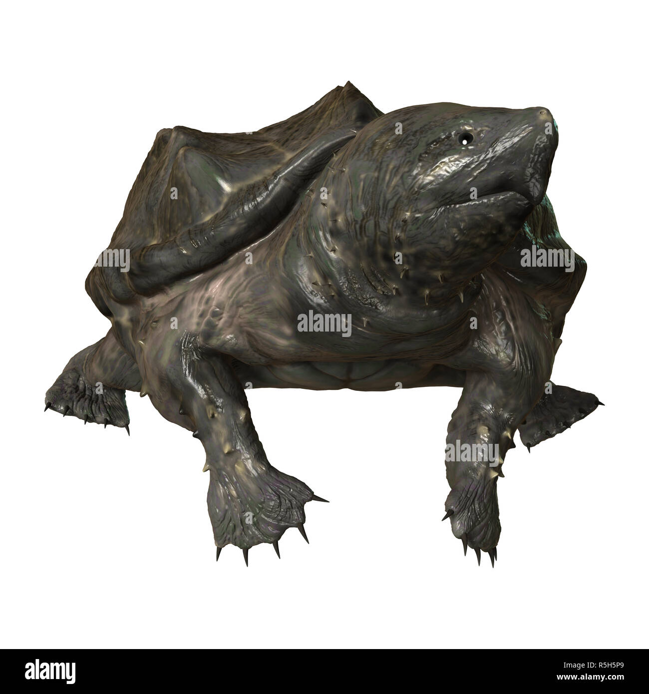 3D Rendering Alligator Snapping Turtle on White Stock Photo - Alamy