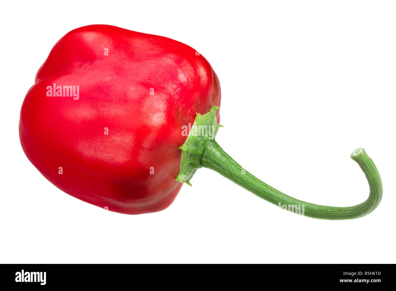 Malawi Piquante chile pepper(Pepperdew when pickled), Capsicum baccatum ...