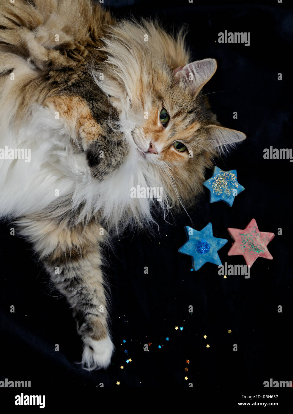 Cats Compared To Stars