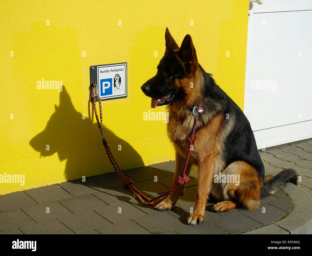 German shepherd is leashed at a dog parking lot in front of a ...