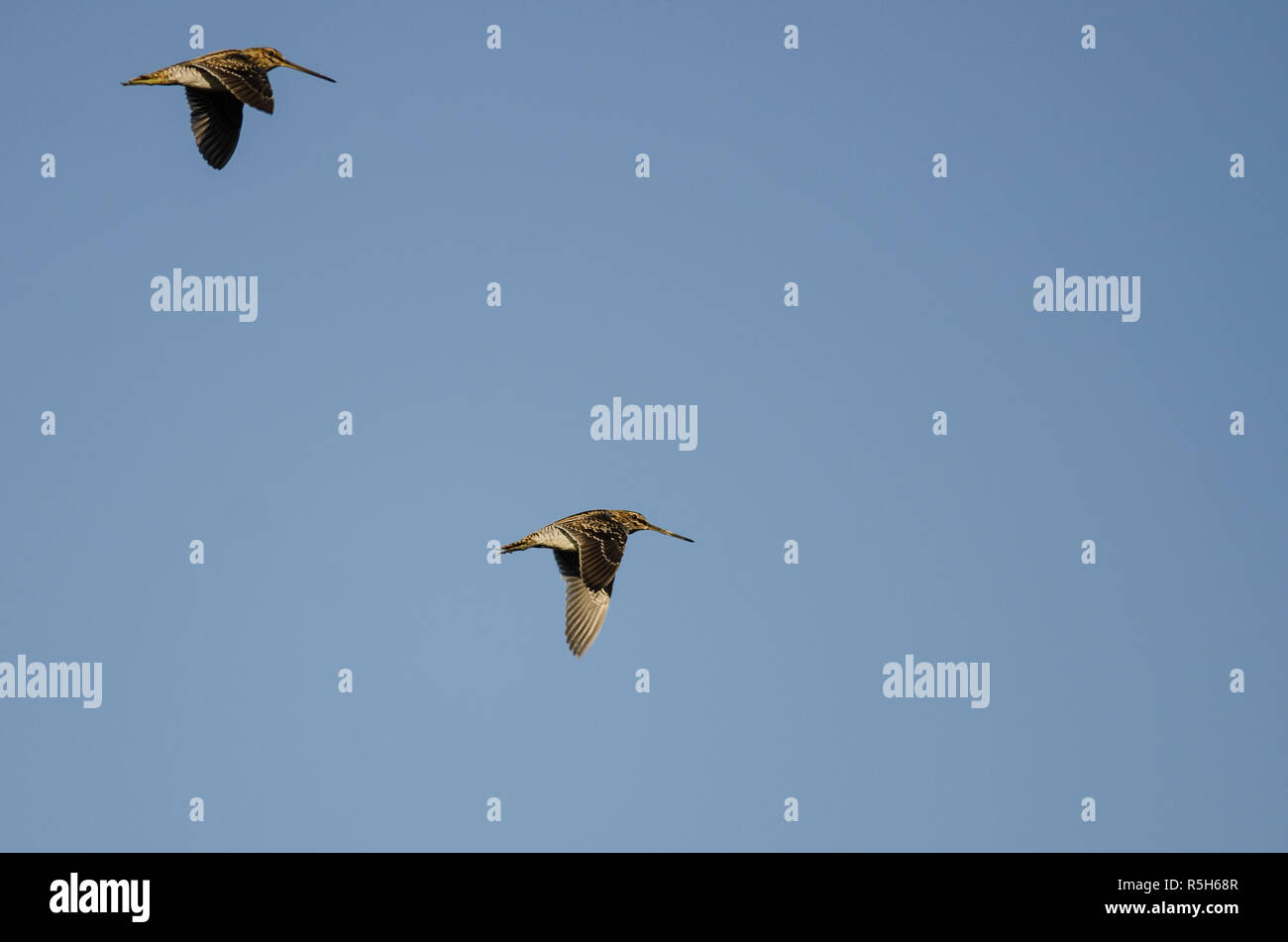 Wilson's snipe flying hi-res stock photography and images - Alamy