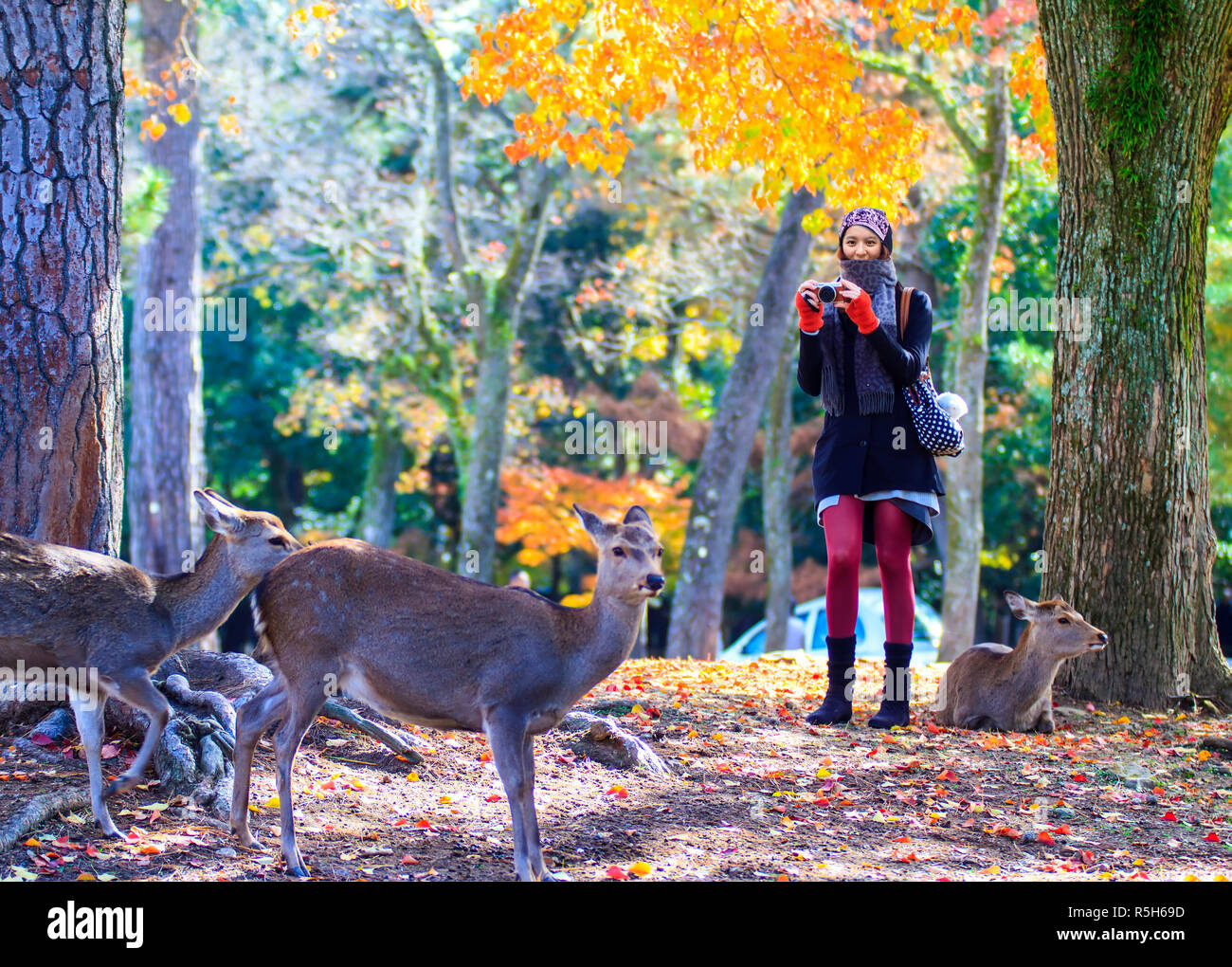 fall season with beautiful maple color at Nara Park, Japan Stock Photo ...