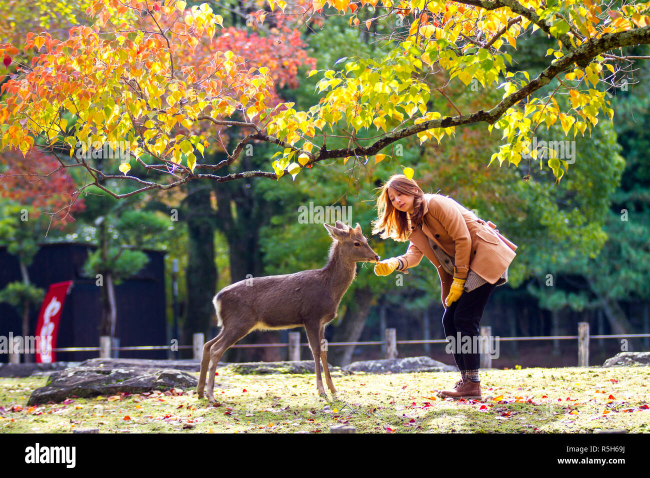 fall season with beautiful maple color at Nara Park, Japan Stock Photo ...