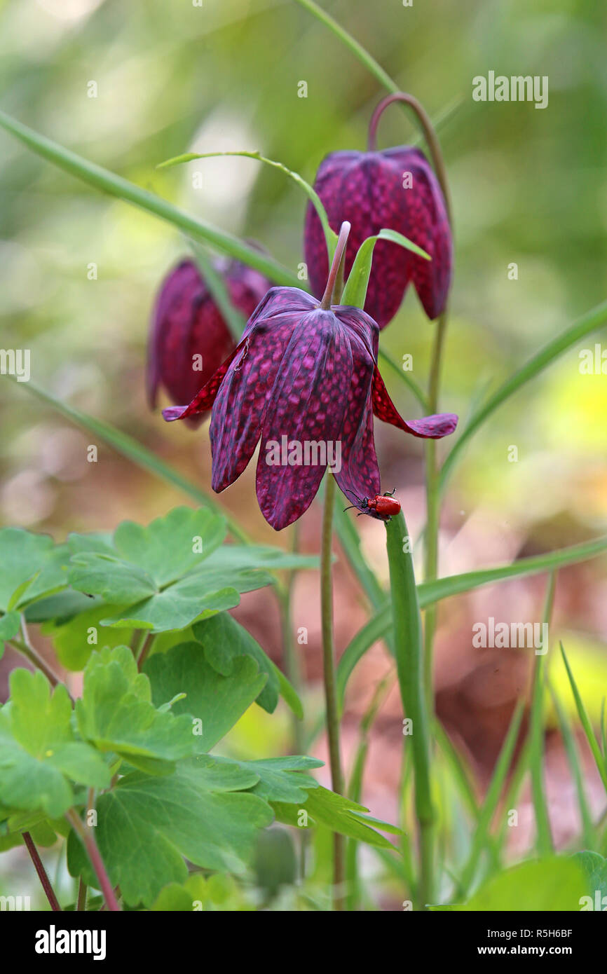 lily chicken lilioceris lilii on a chess flower fritillaria meleagris ...