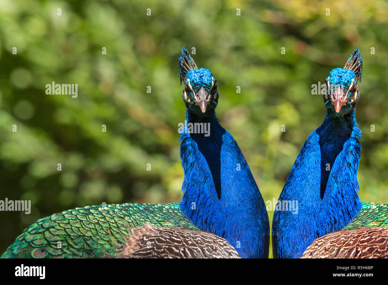 beautiful big peacock Stock Photo - Alamy